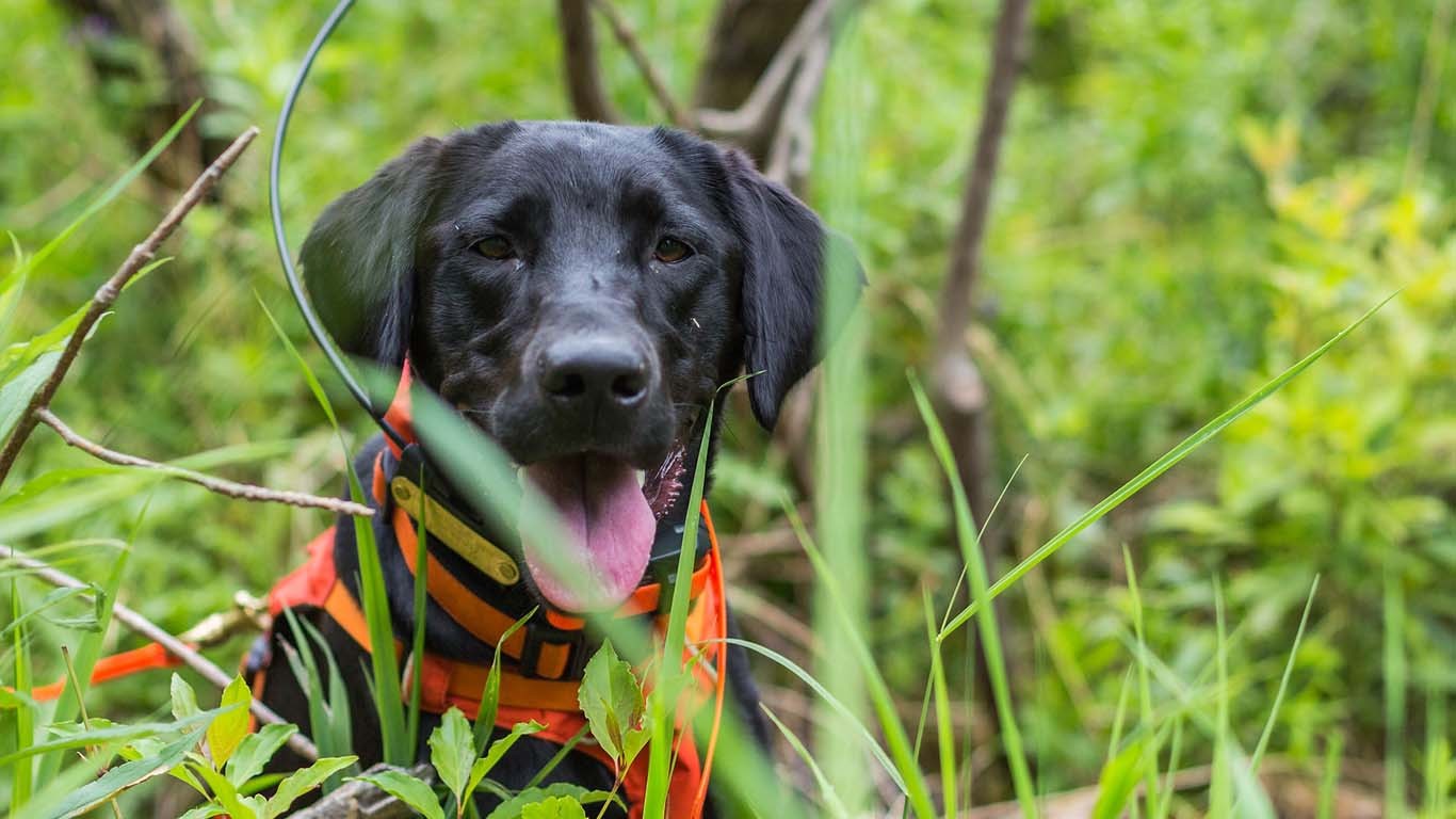 Working Alongside Dogs to Save the Planet | J.W. Couch Foundation