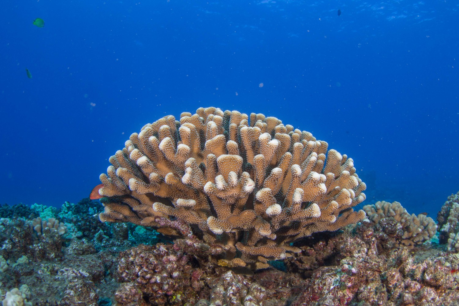 Saving the Coral Reefs | J.W. Couch Foundation