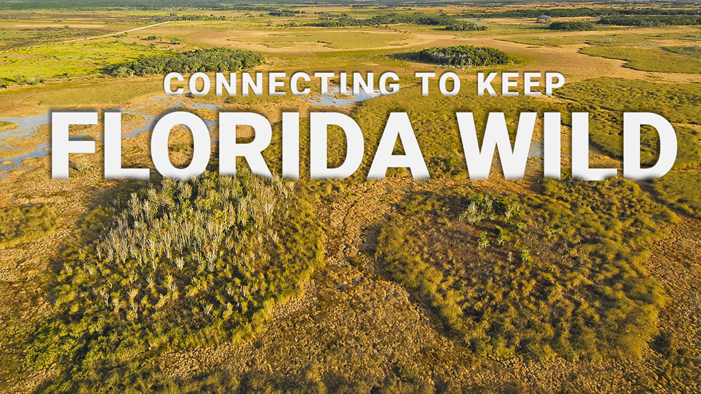 Connecting the Wild: How Storytelling Drives Conservation in Florida ...